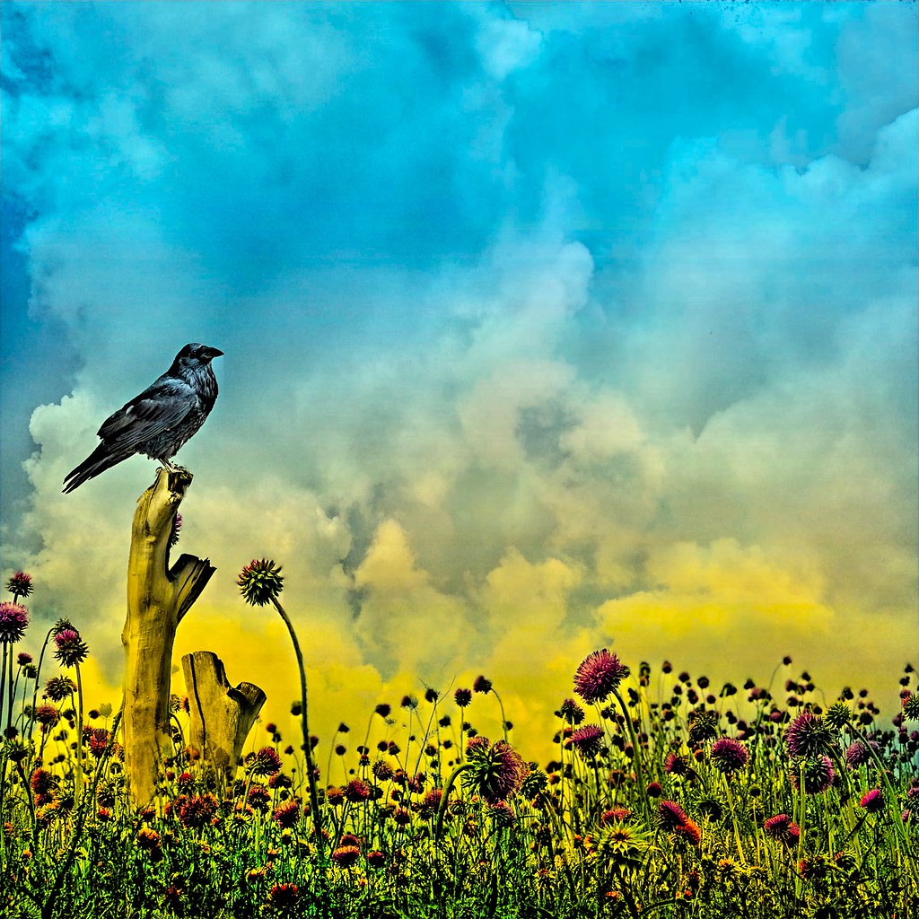 The Bird and the Labyrinth by Samuel Maffioli – Black Bear Review